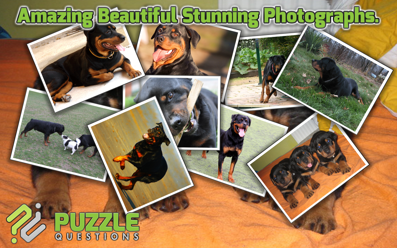 Rottweiler JigsawPuzzle Games:Amazon.co.jp:Appstore for Android