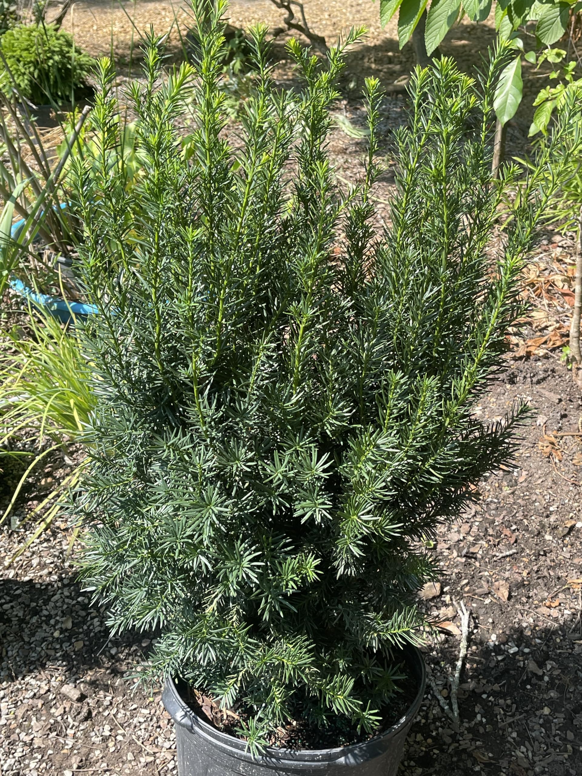 Amazon.com : Hicks Yew (Taxus x Media 'Hicksii') : Patio, Lawn & Garden