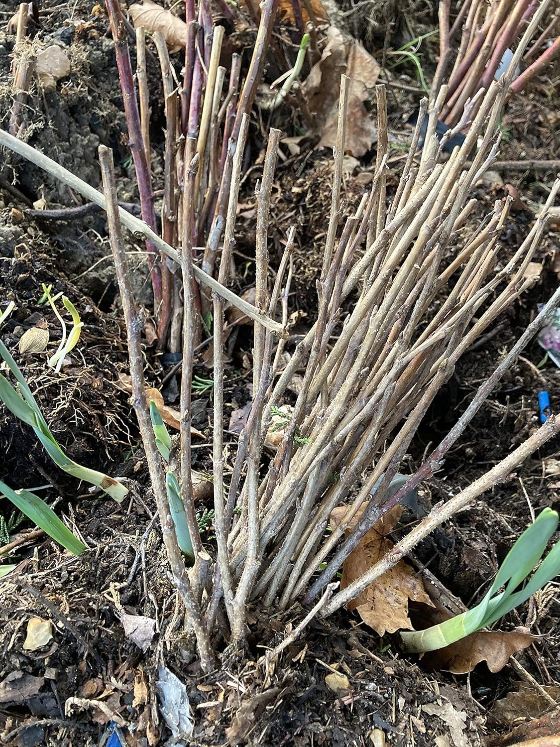 2 Bare Root Stock/Canes of Raspberry Plants for Grow-Your-Own Includes ...