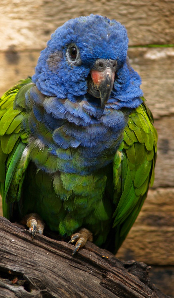 Pionus Parrot Wallpaper -- HD Wallpapers of Pionus Parrots!-Amazonアプリ ...