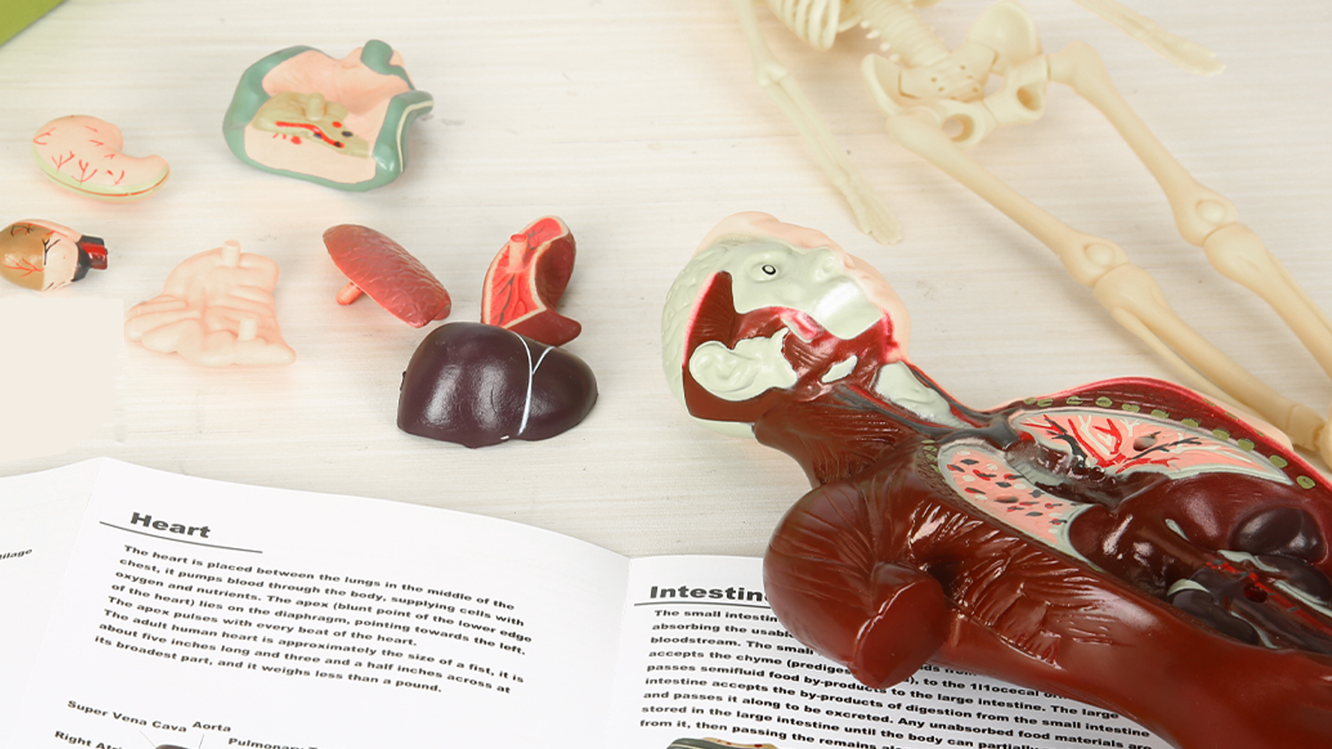 Watch KlayBear Human Body Model for Kids on Amazon Live