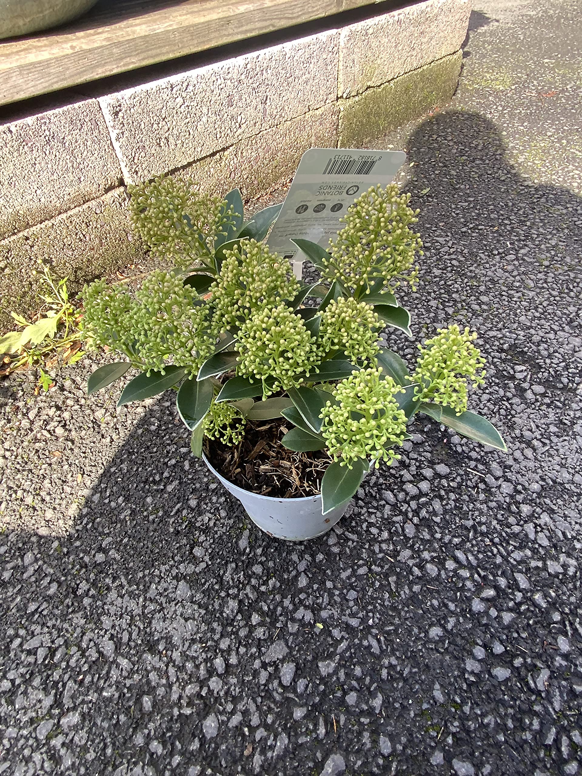 Carbeth Plants Skimmia Rubella In 1.5L Pot - Hardy Evergreen Shrub With ...