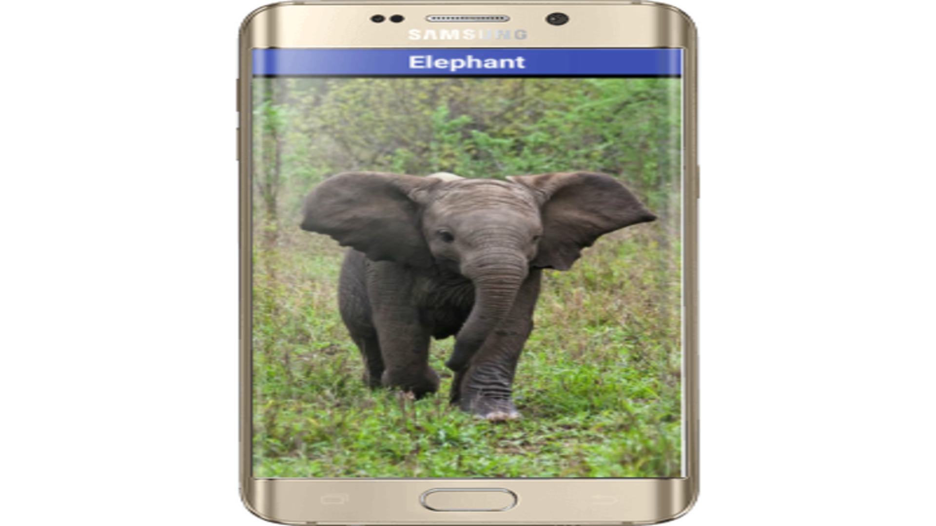 Wild animals sounds for kids - App on Amazon Appstore