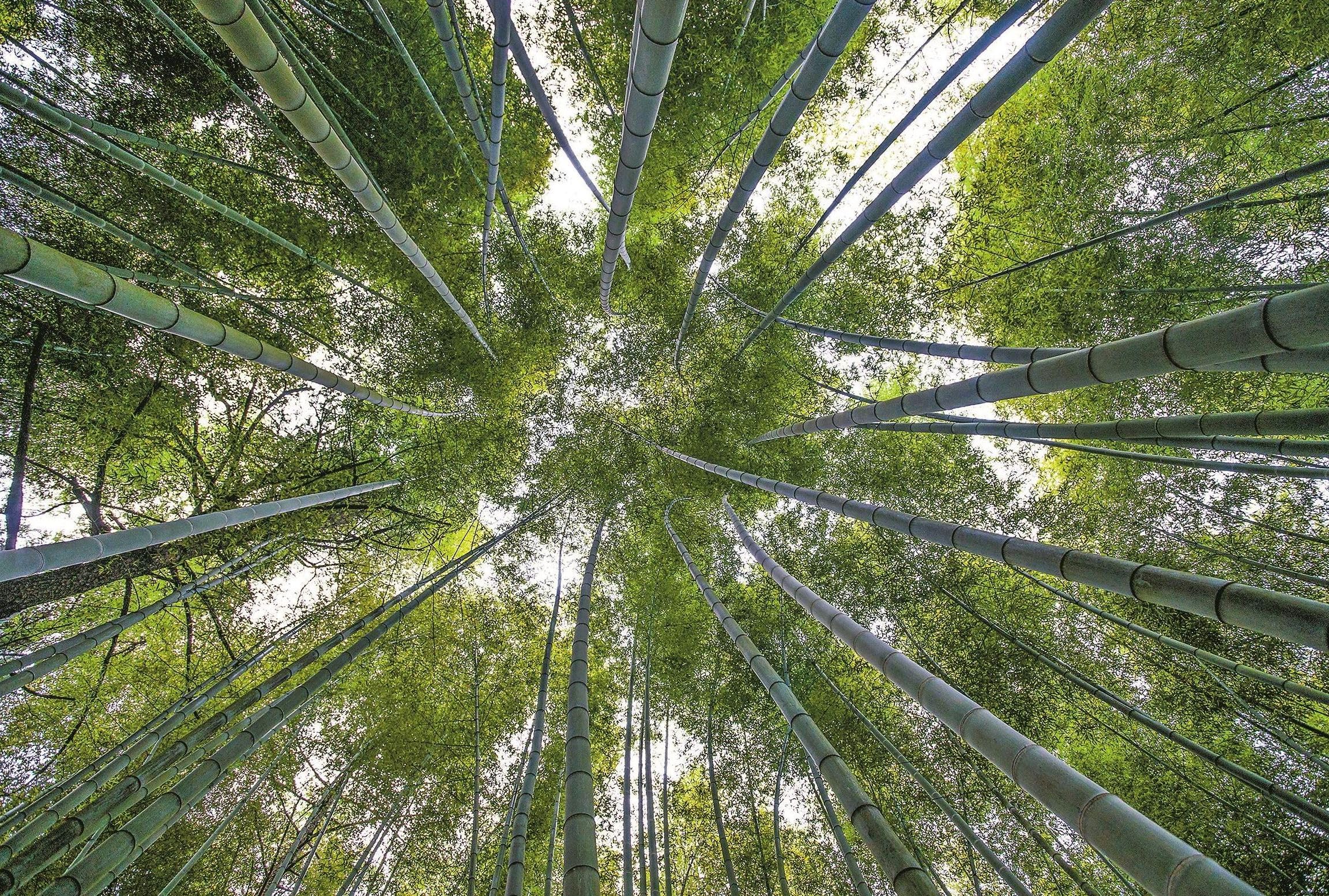 Amazon.com : 100 Rare Moso Bamboo Seeds - Exotic Garden Shade Plants ...