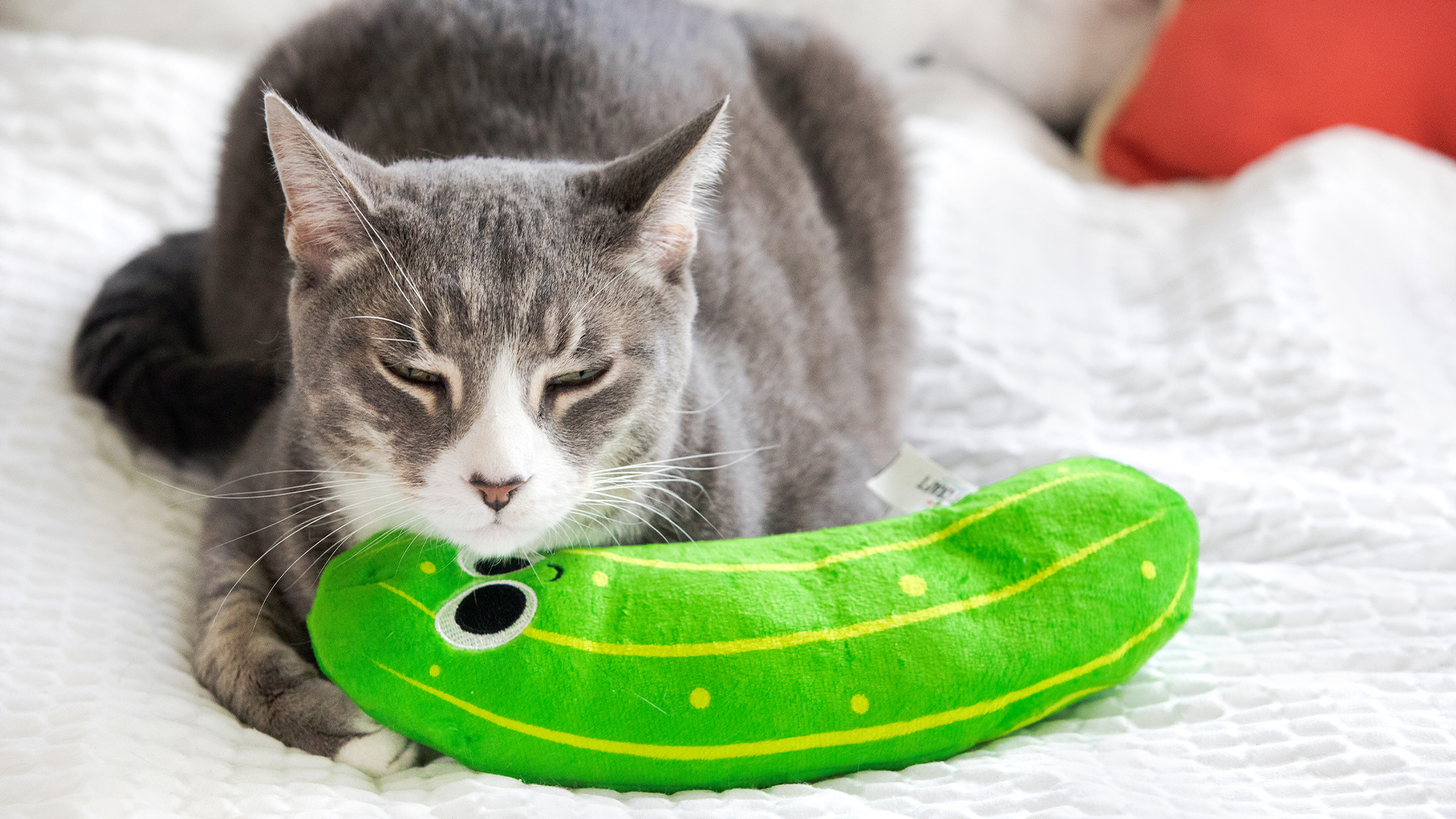 Pet Craft Supply Wiggle Pickle and Shimmy Shark Flipper Flopper ...