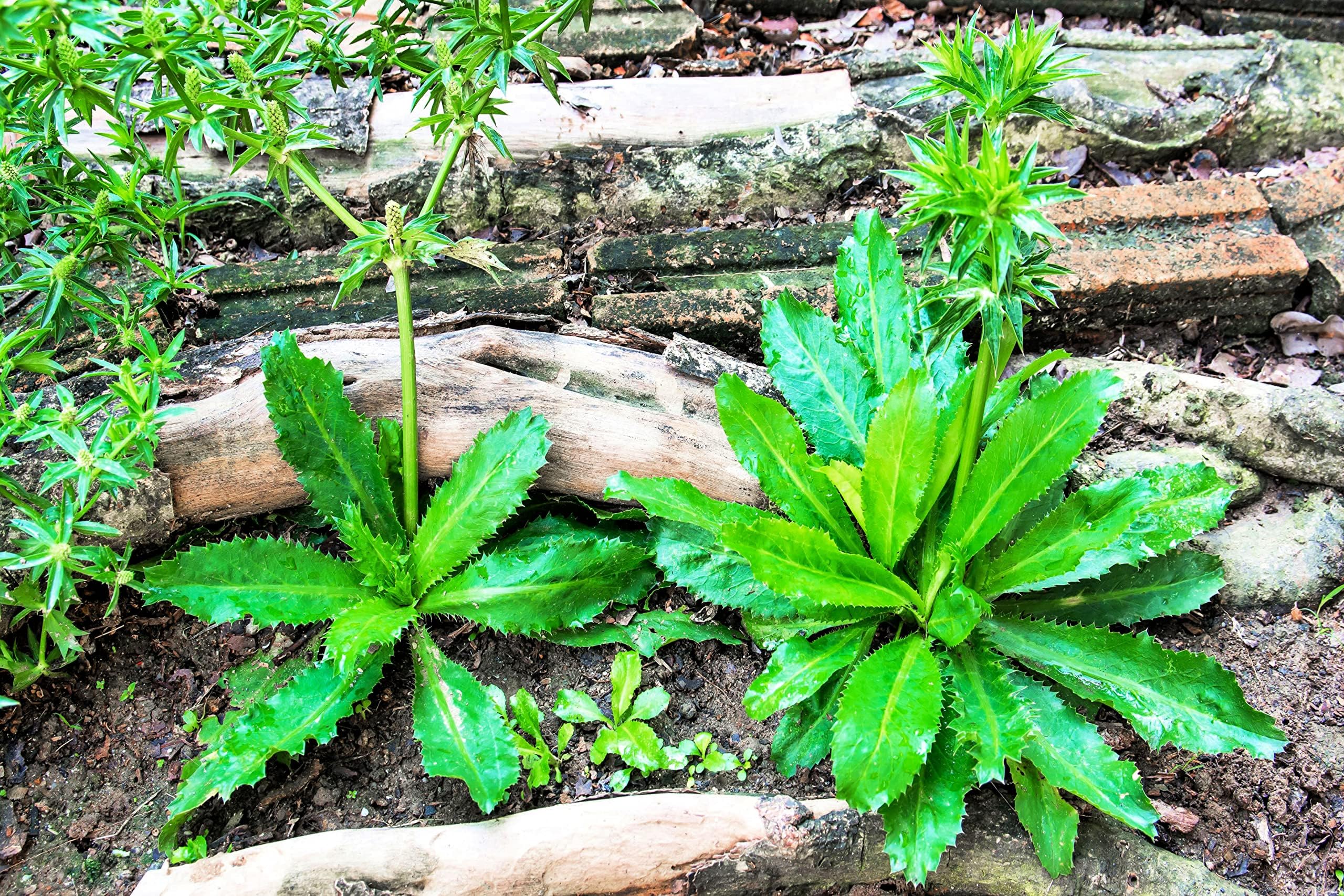 Amazon.com : Culantro Seeds,Recao,A.K.A;Vietnamese Coriander,Thai ...