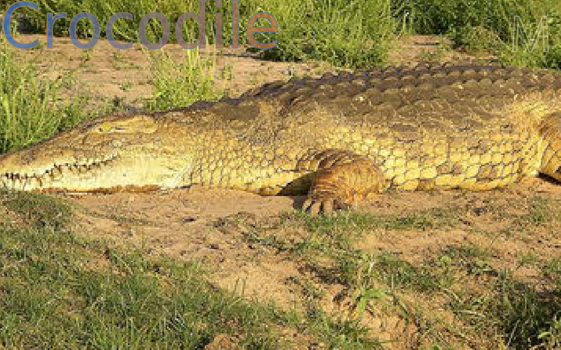 Wild Animals: app su Amazon Appstore