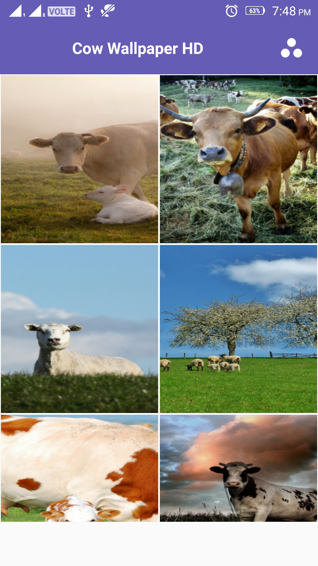 Cow 4K Wallpaper - App on the Amazon Appstore