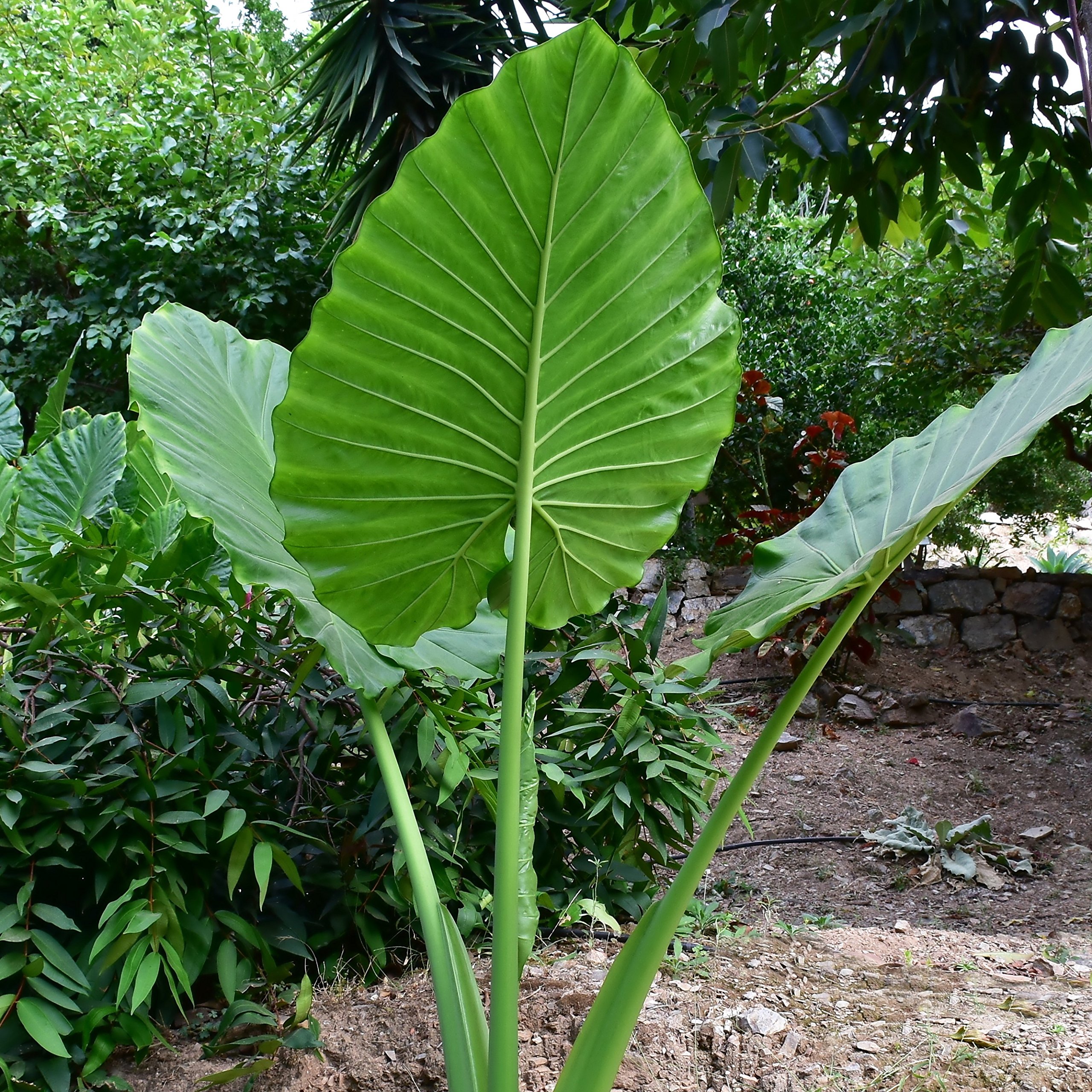 Taro Plant Flower