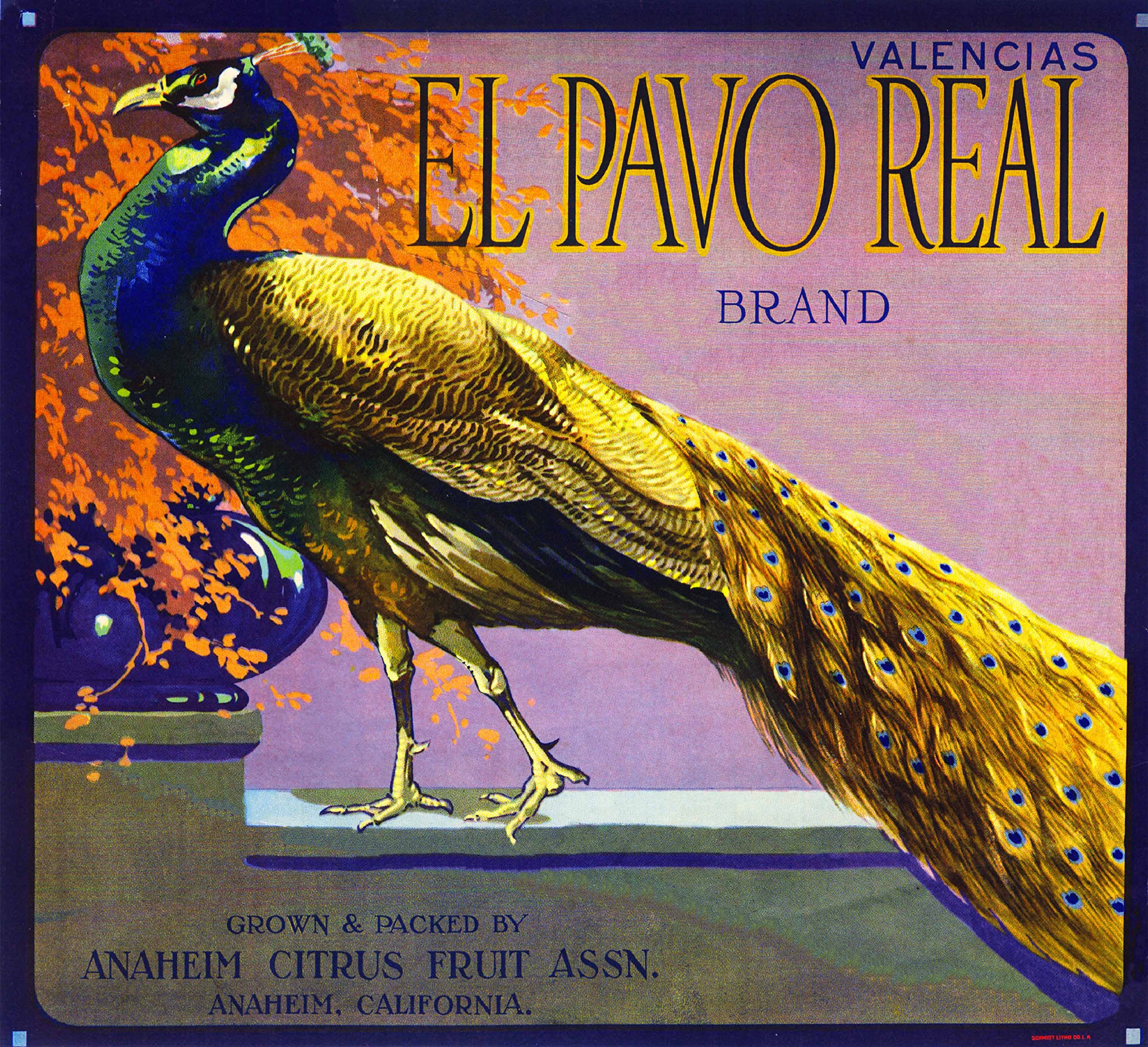 Clip Art De Pavo Real Vintage Arte Pavo Real