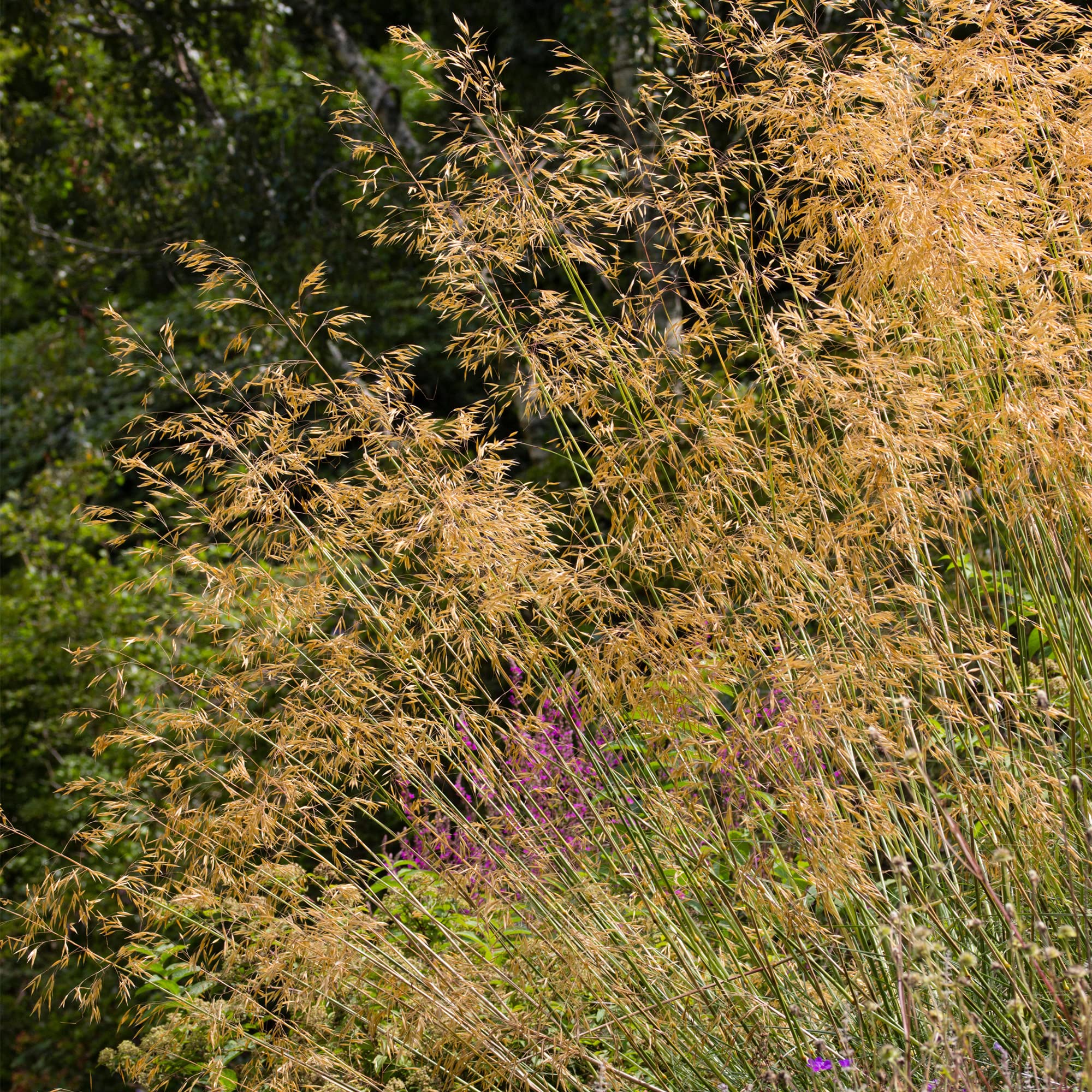 Stipa gigantea Golden Oats Evergreen Flowering Outdoor Purple Flowering ...