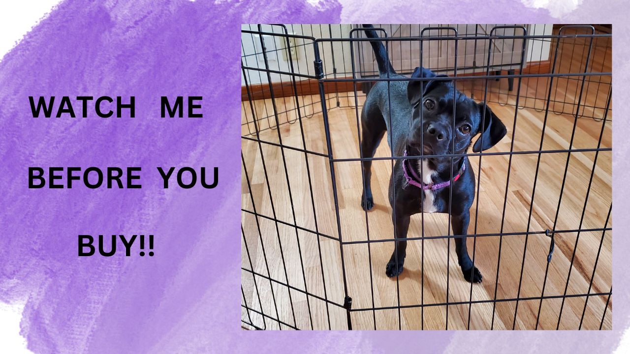 Watch Review of Small Dog Pen on Amazon Live