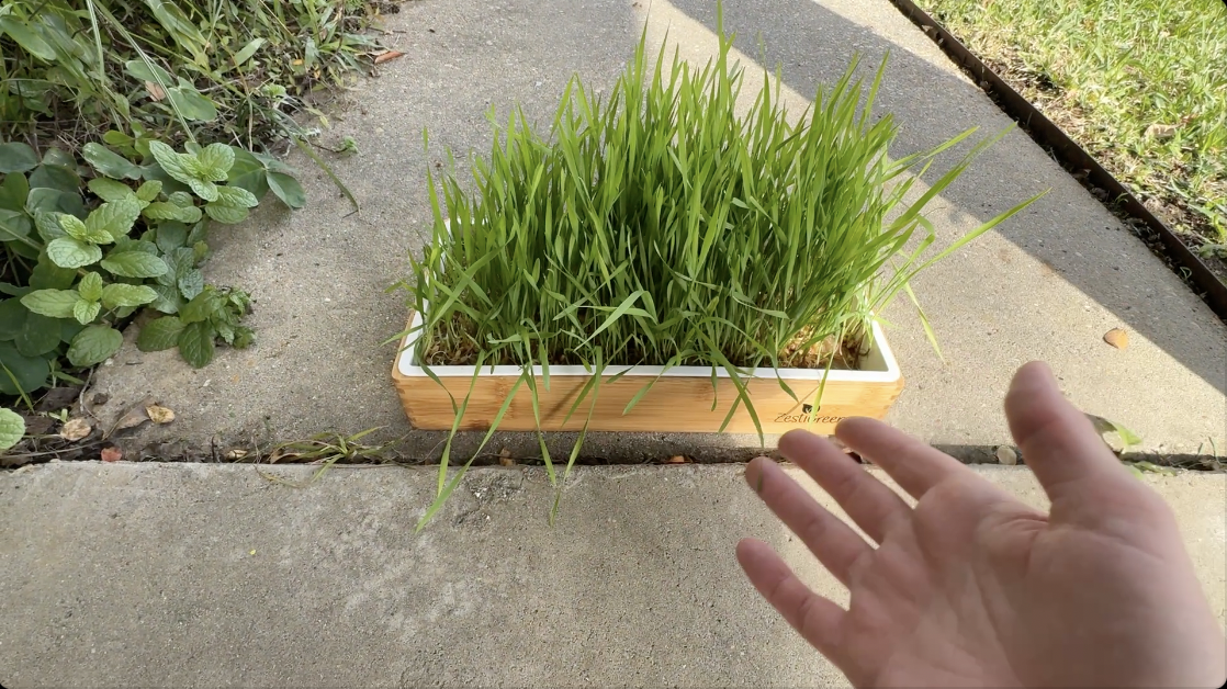 Discover the Best Microgreens Growing Kits: ZestiGreens Cat Grass Kit