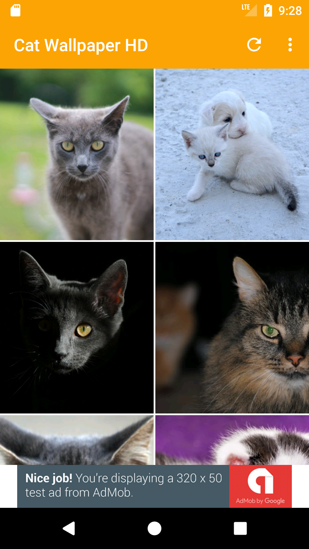 Cat Wallpaper HD - App on Amazon Appstore