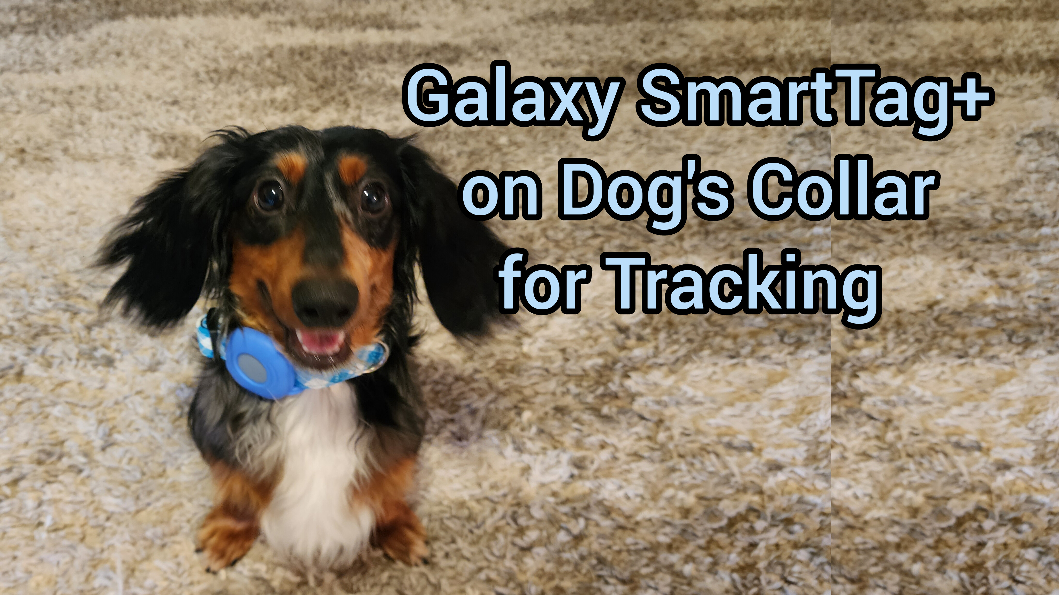 Watch Galaxy SmartTag Plus on Dogs Collar for Tracking on Amazon Live