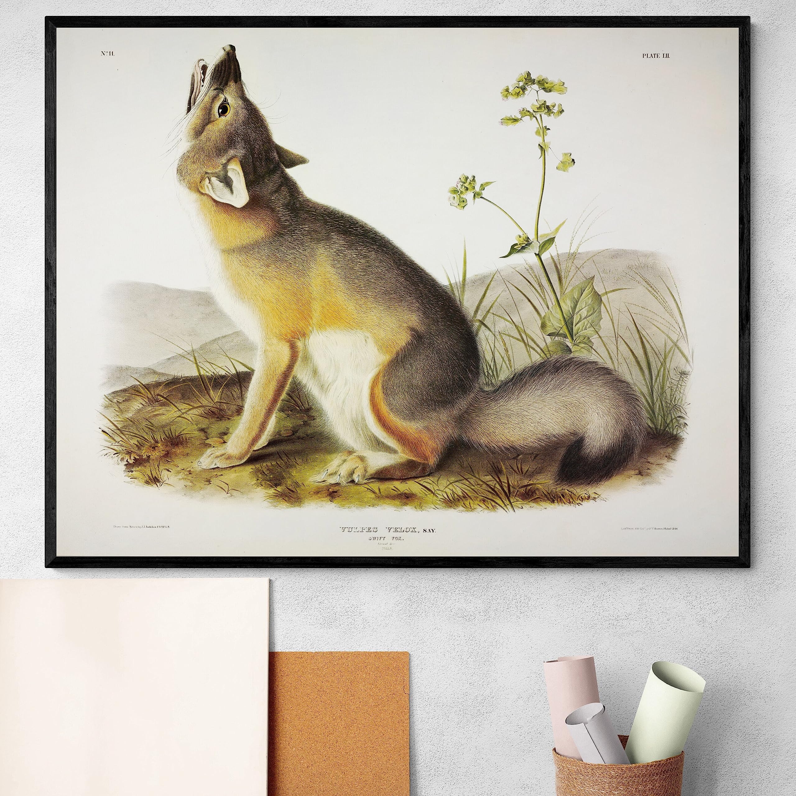 Vintage Fox Print