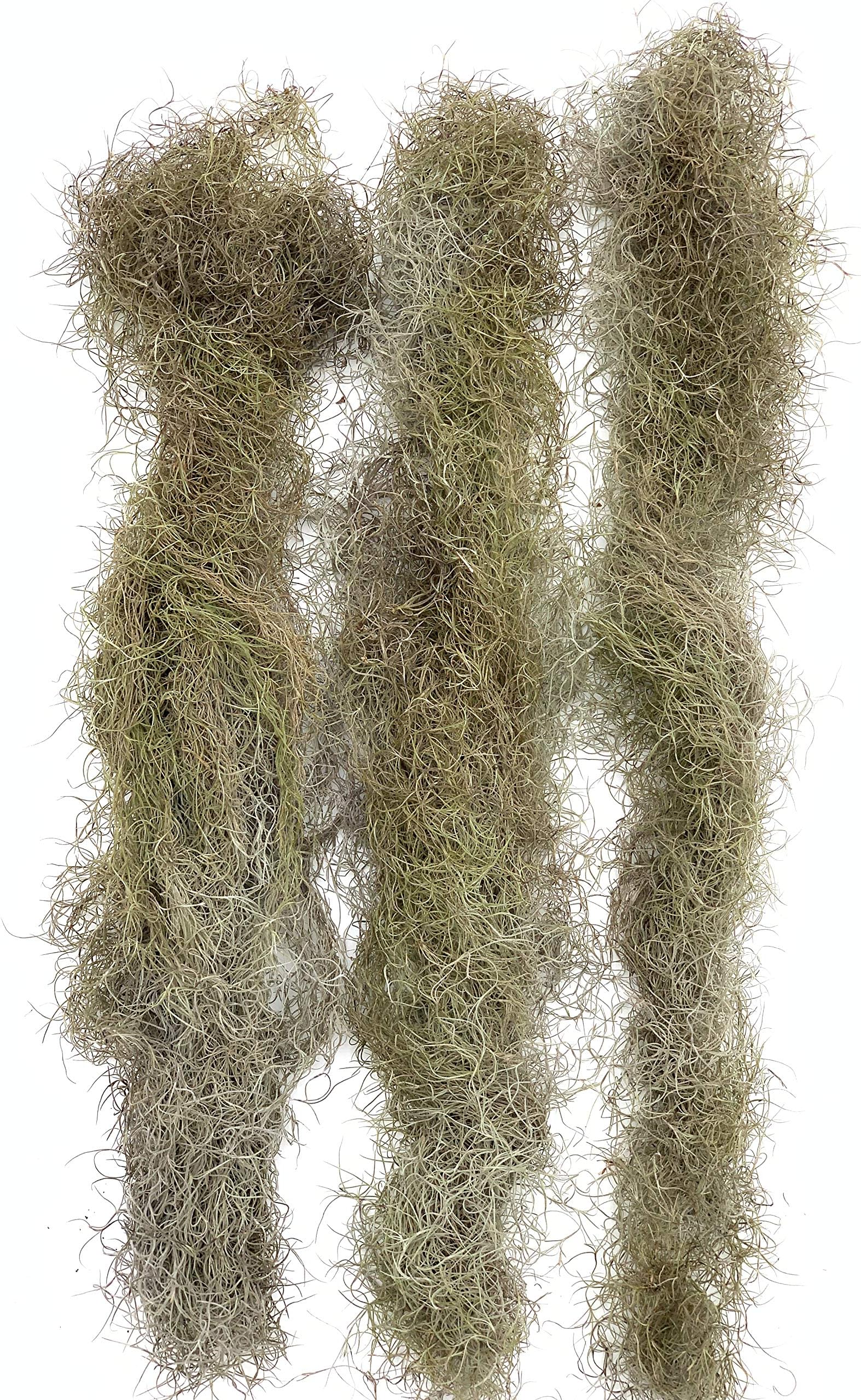 Amazon.com : 3 Pack Spanish Moss Live Strands with Wire Hook Air Plants ...