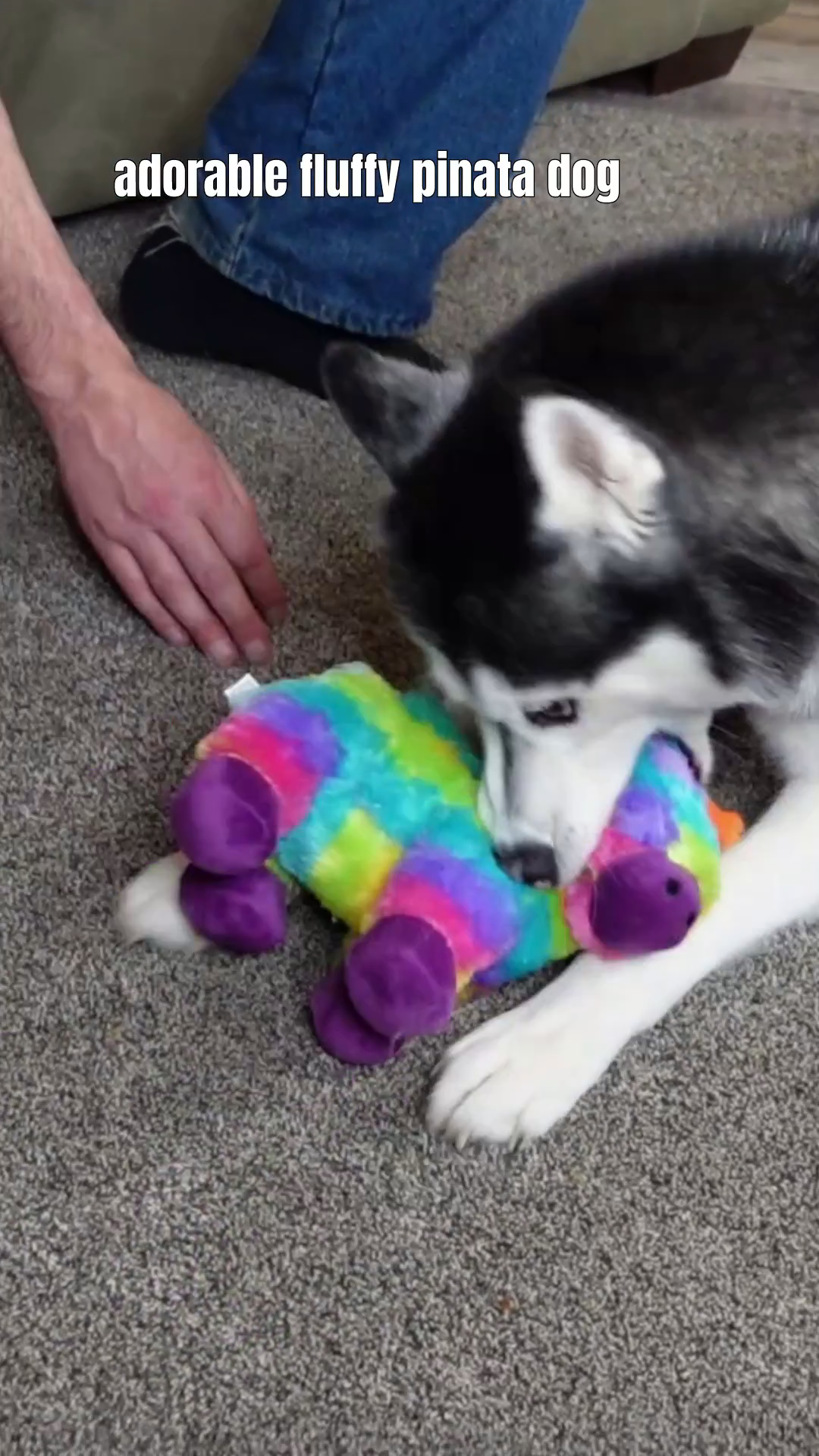 Watch A Fun Pinata Toy for Your Dogs Birthday! on Amazon Live