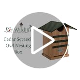 Amazon.com: JCs Wildlife Green and Tan Ultimate Poly Screech Owl ...