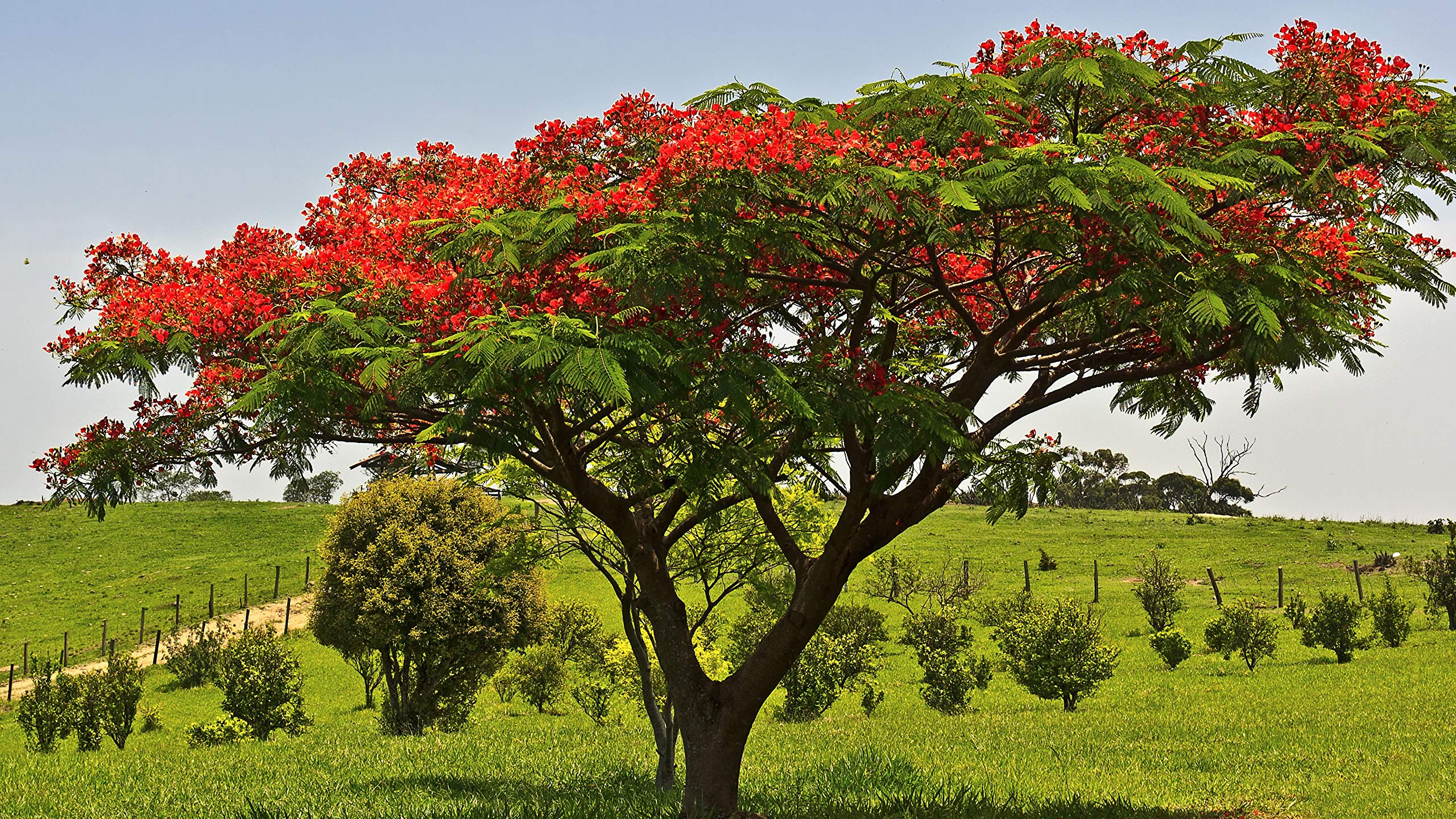 Buy GREEN WORLD Gulmohar Seeds -Ornamental tree seeds -Avenue Tree ...