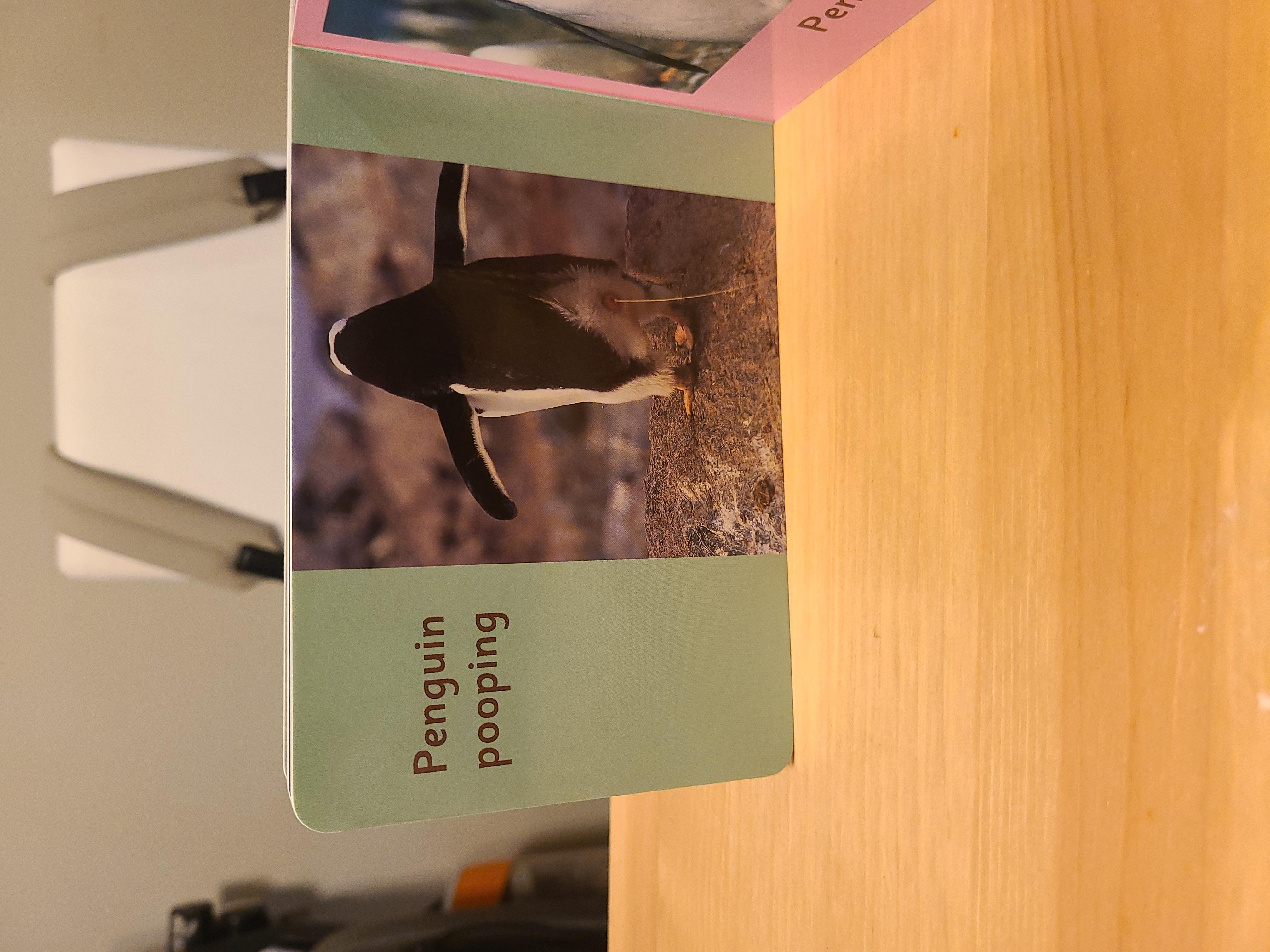 Busy Penguins (A Busy Book): Schindel, John, Chester, Jonathan ...