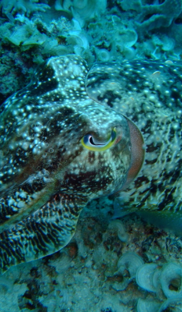Cute Cuttlefish Wallpaper -- HD Wallpapers of Cute Cuttlefish! - App on ...