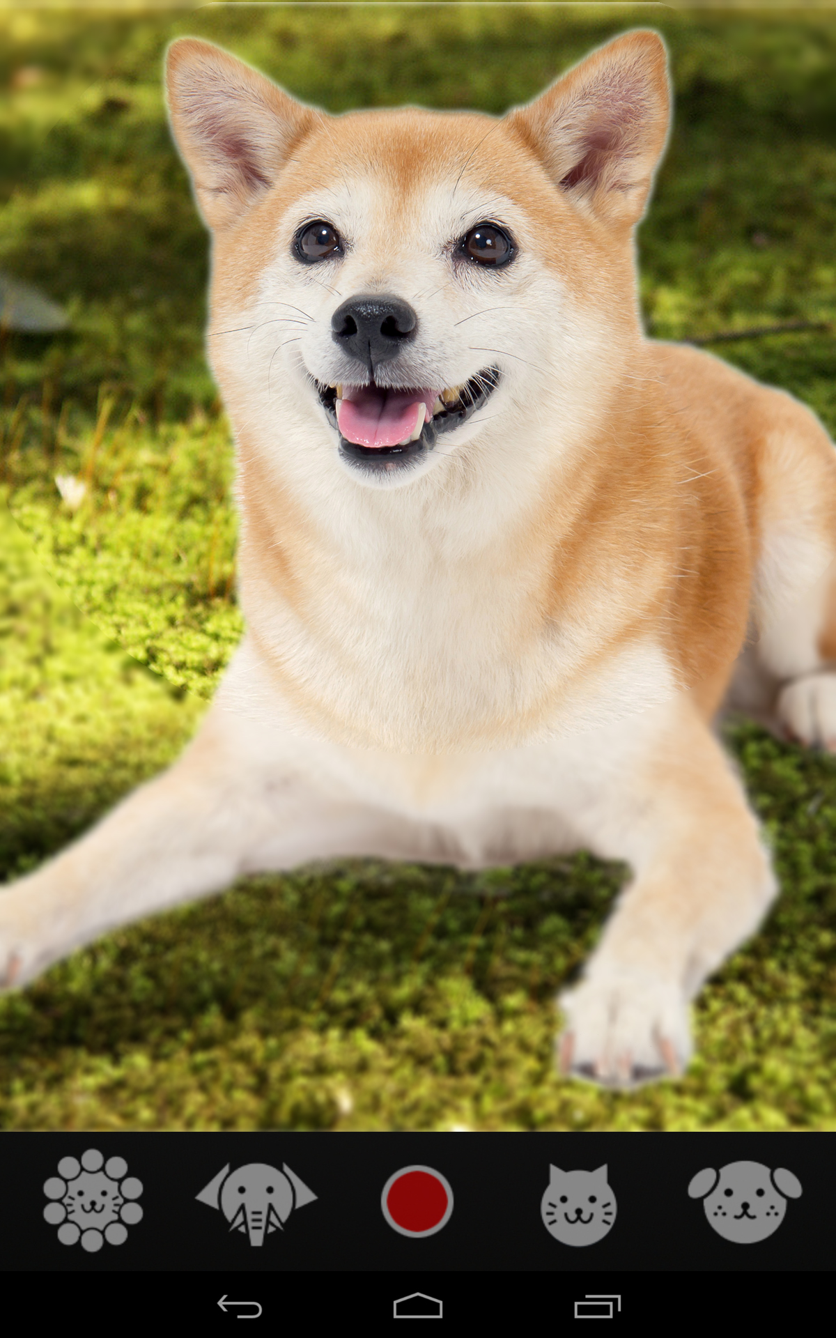 Pet Camera - App on Amazon Appstore