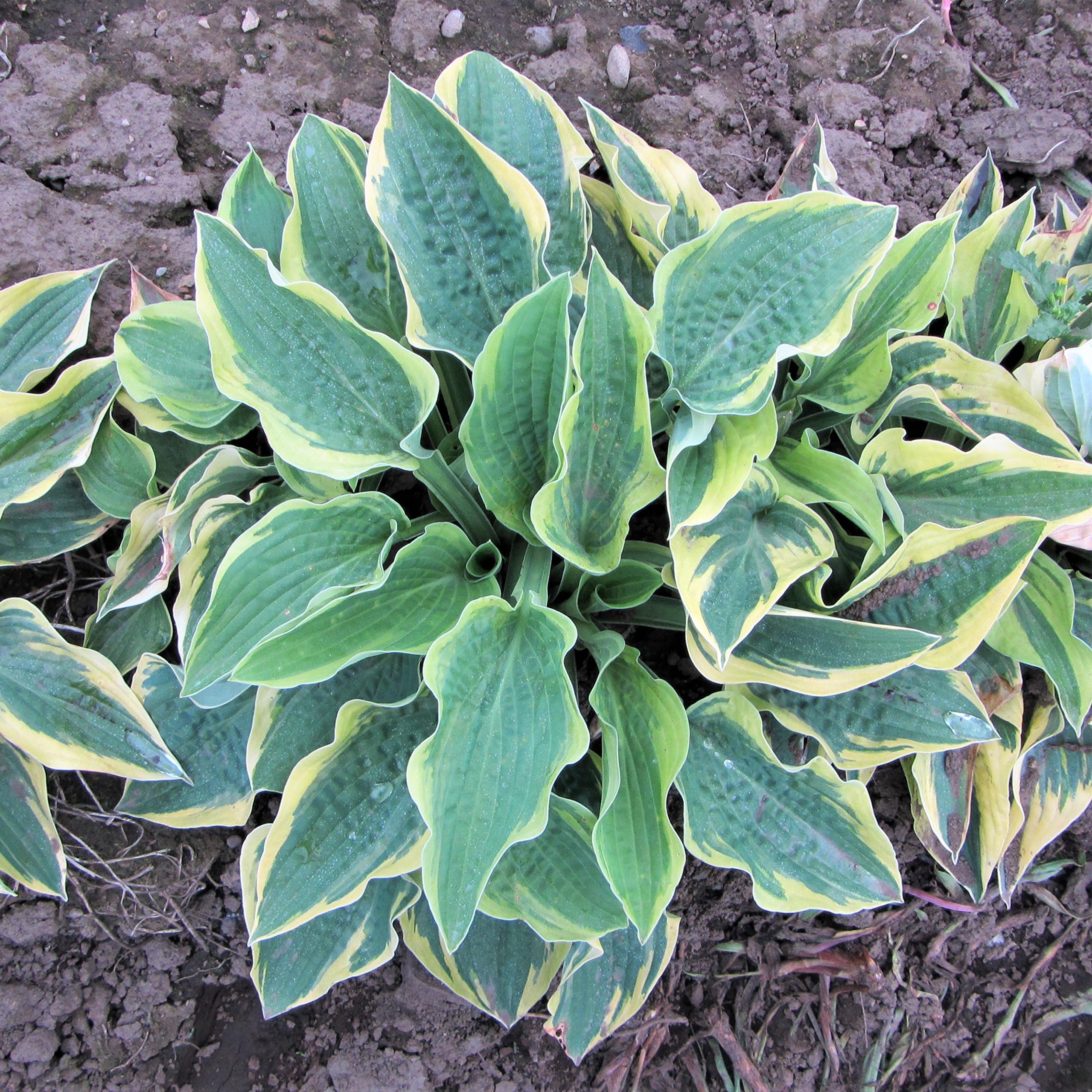 Amazon.com : Wide Brim Hosta - Shade Plant, 24-28" Tall, Bold Green ...