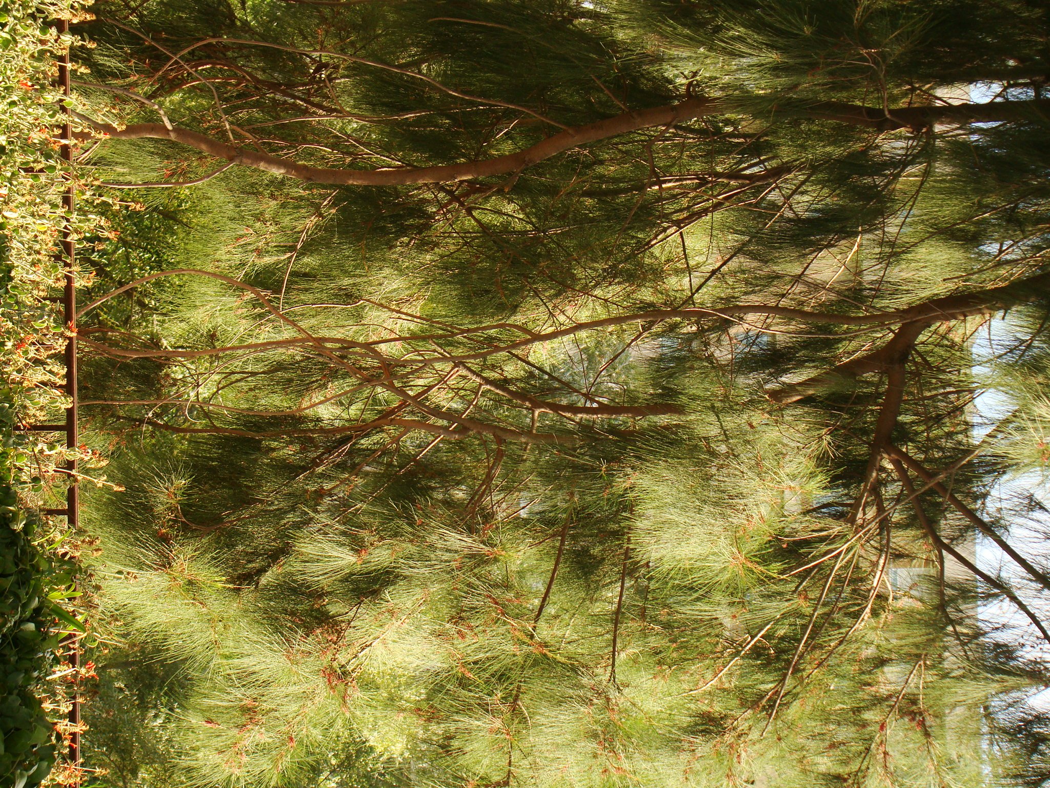 Australian Pine Plants Australian-pine: Casuarina Equisetifolia ...