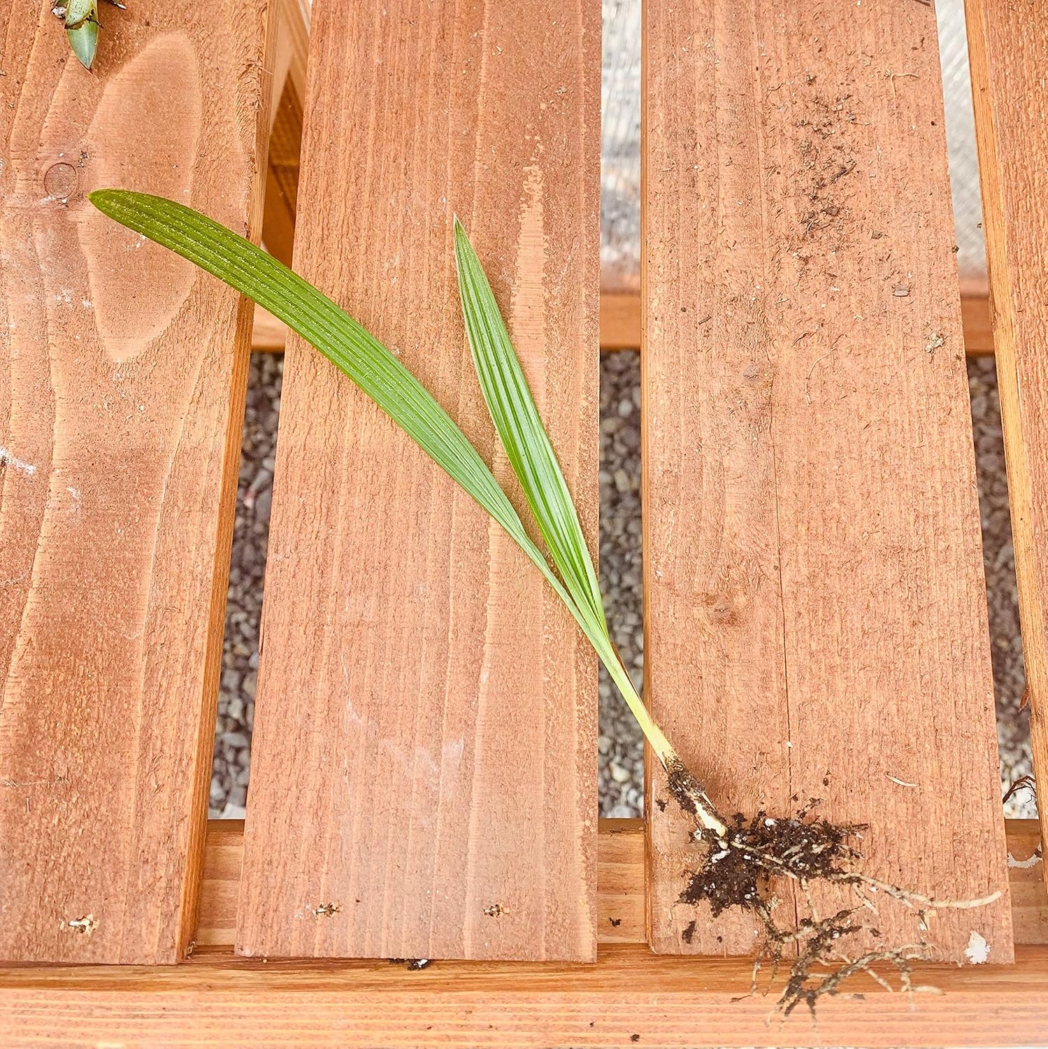 Amazon.com: Trachycarpus fortunei 'Tesan' Windmill Palm Cold Hardy ...