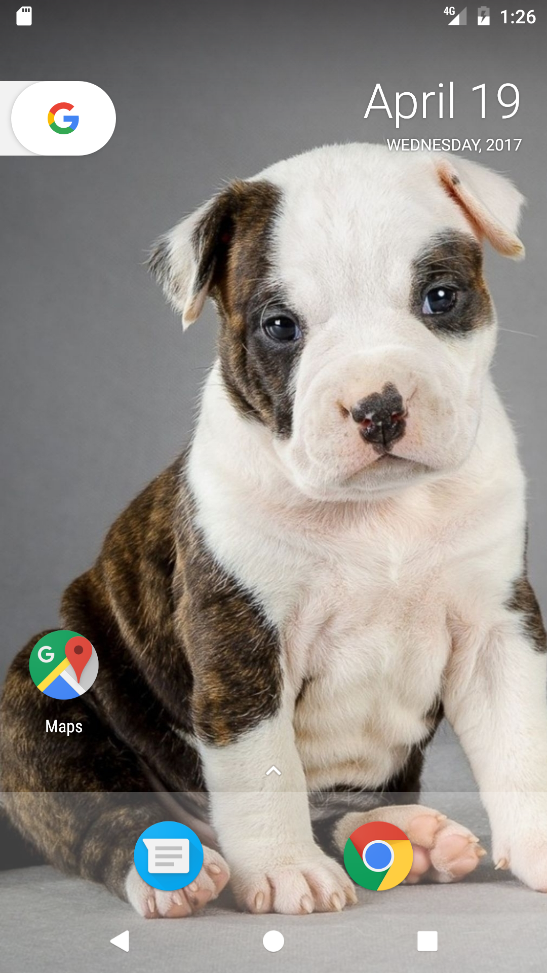 Pitbull Pup Wallpaper HD:www.amazon.com:Appstore for Android