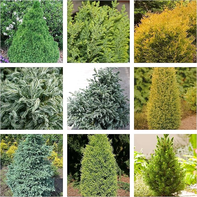 6 Pack Dwarf Conifers Mixed Evergreen Variety, Slow Growing : Amazon.co ...
