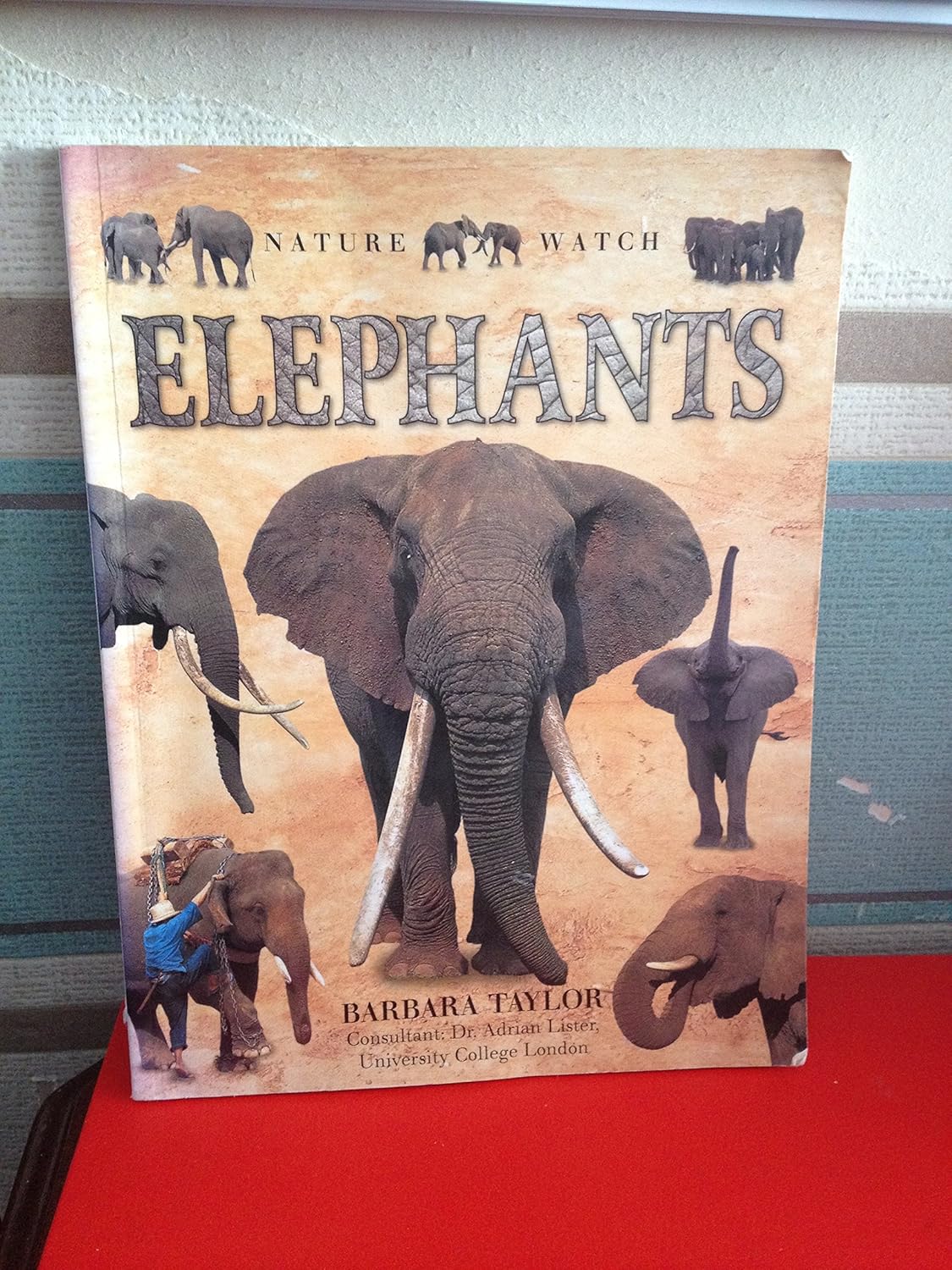 Elephants (Nature Factfile): Taylor, Barbara: 9781840386554: Amazon.com ...