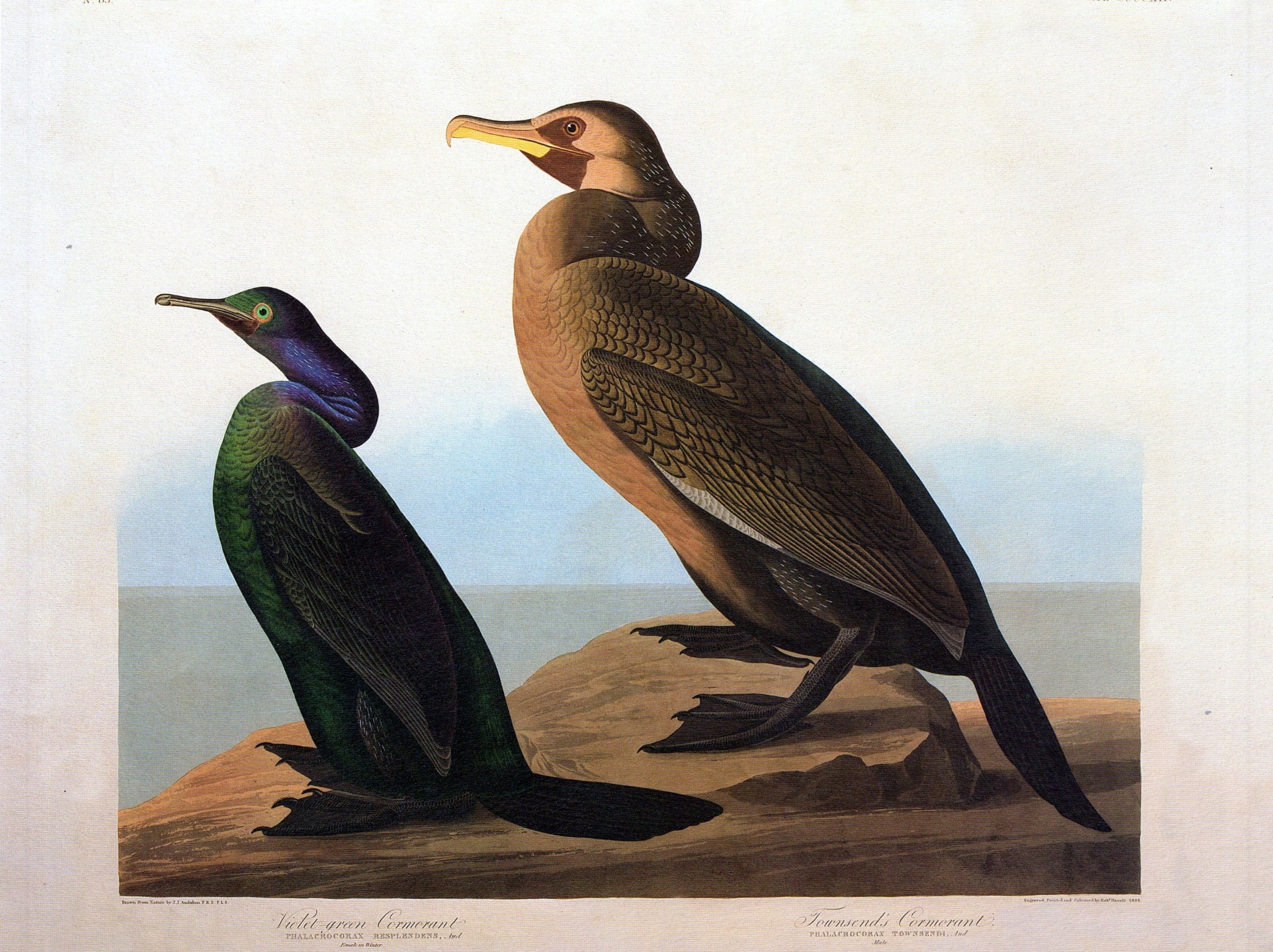 Cormorant Bird Drawing