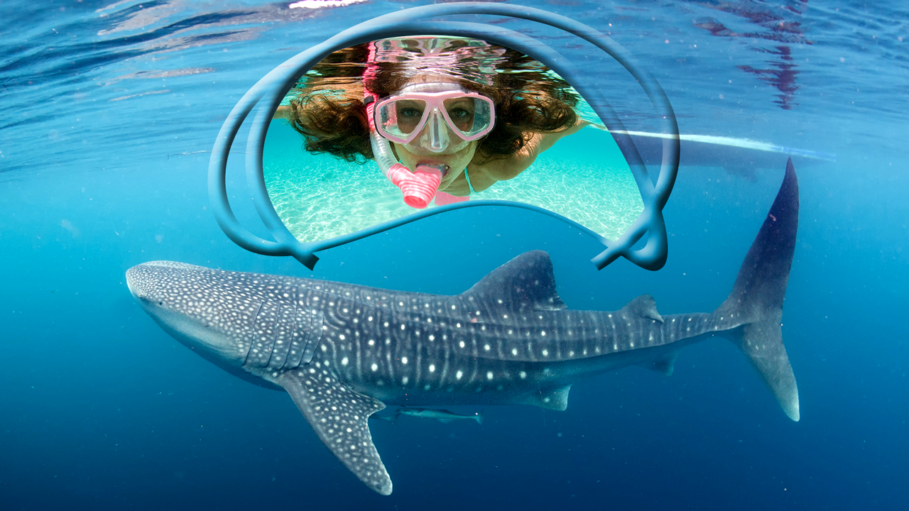 Whale Shark Photo Frames - App on Amazon Appstore