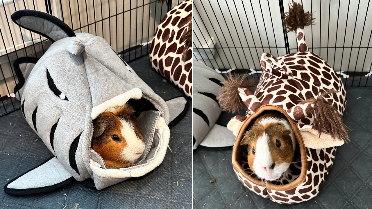 Watch The CUTEST guinea pig hides! Easy to Clean! on Amazon Live