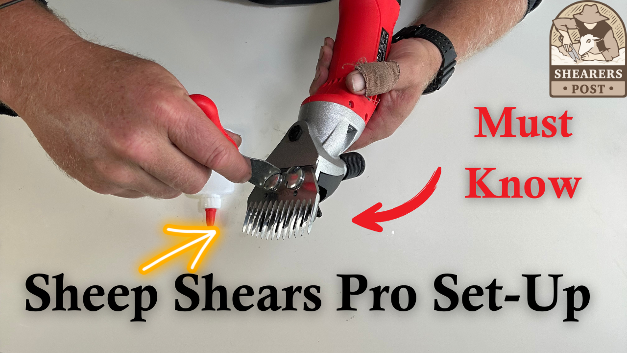 Watch Essential Must Know Sheep Shear Pro 500w Blade Setup on Amazon Live