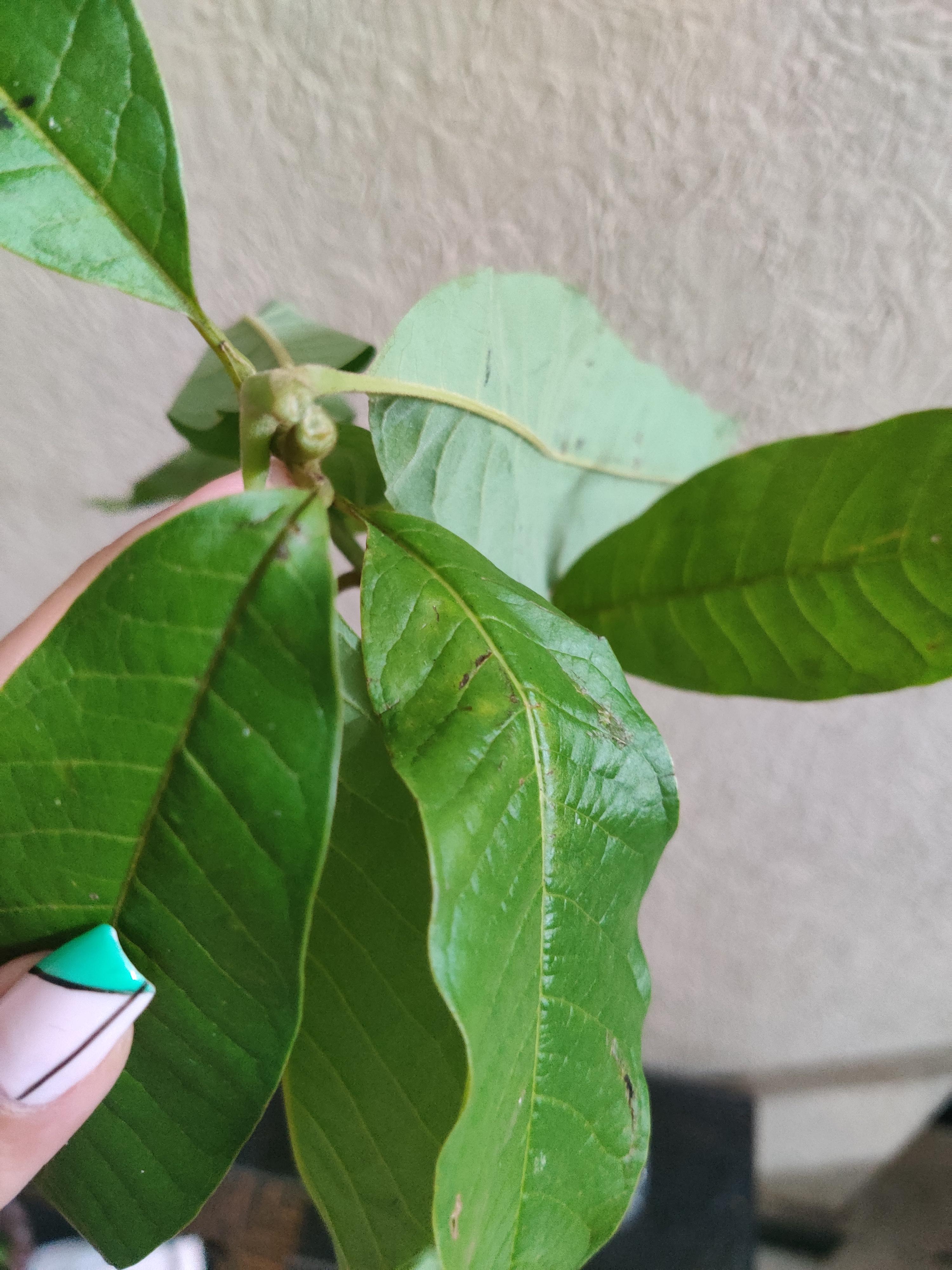 Creative Farmer Exotic Flowering Live Magnolia Alba White Chemapak ...