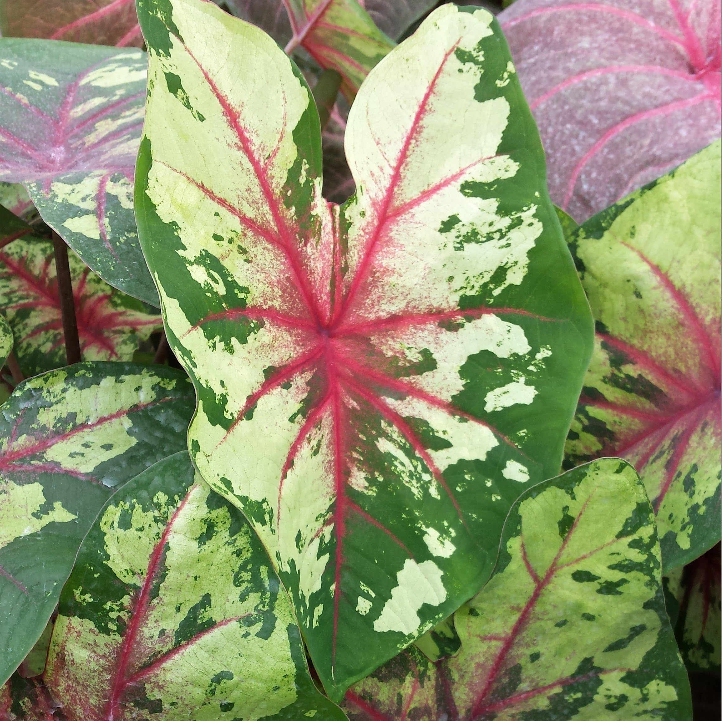 Amazon.com : Easy to Grow Caladium 'Flatter Me' Plant Bulbs (3 Pack ...