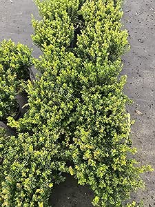 Amazon.com : Baby Jade Boxwood (Buxus microphylla VAR. Japonica ...