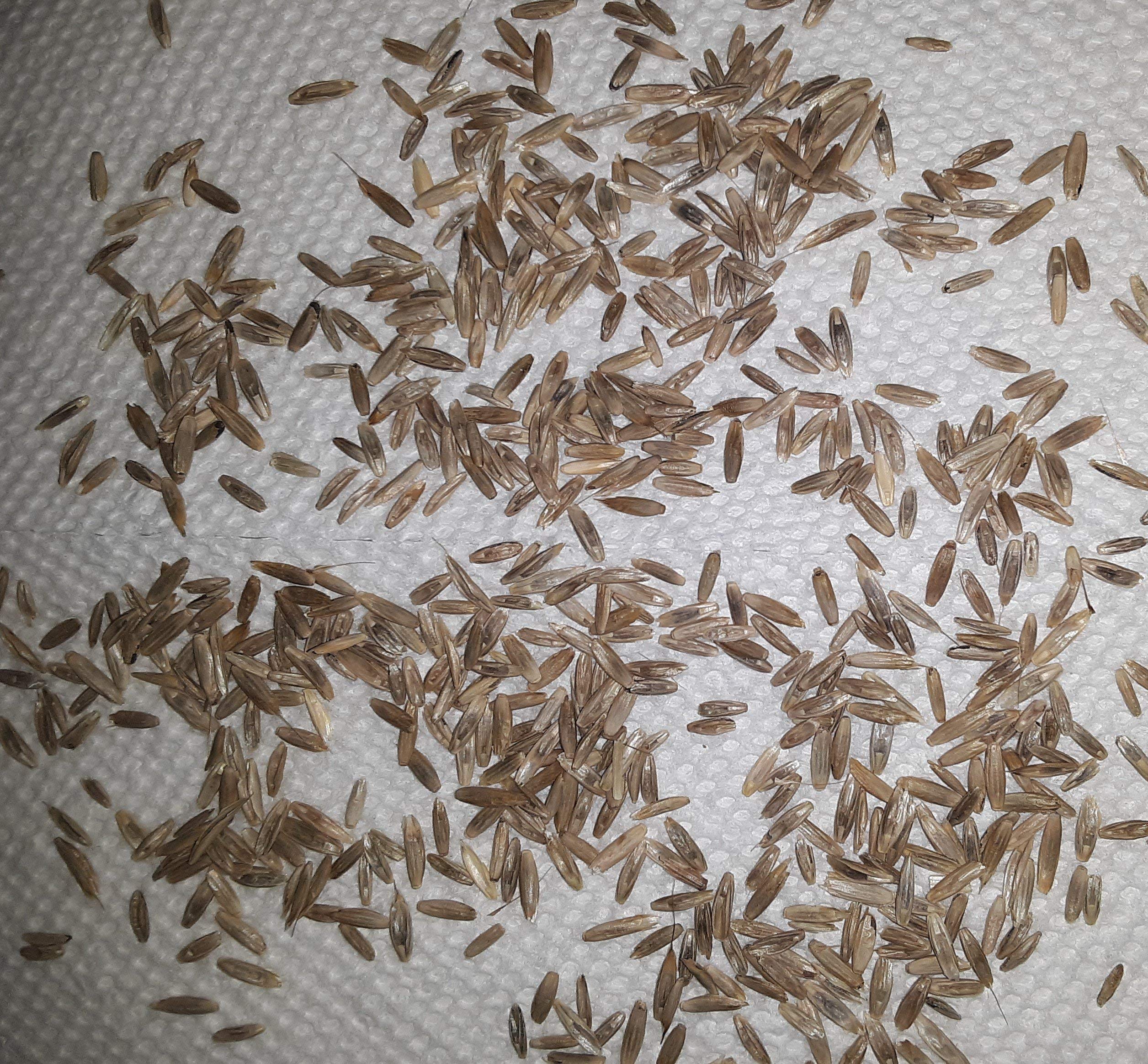 Amazon.com : Annual Rye Grass Cover Crop Seed : Patio, Lawn & Garden