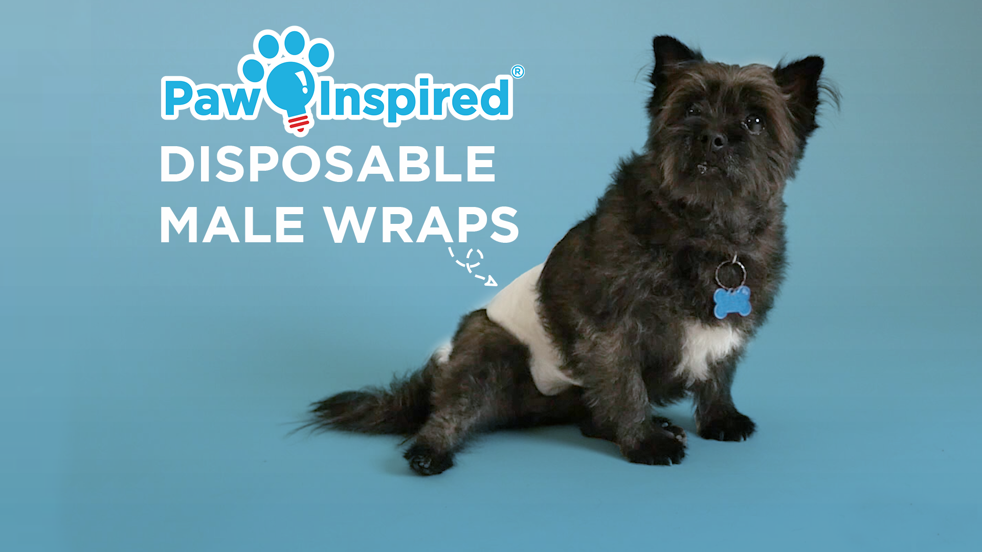 Watch Paw Inspired Disposable Male Dog Wraps on Amazon Live