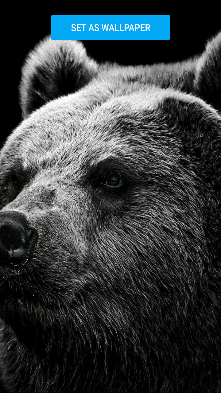 Animals HD Wallpapers - App on Amazon Appstore