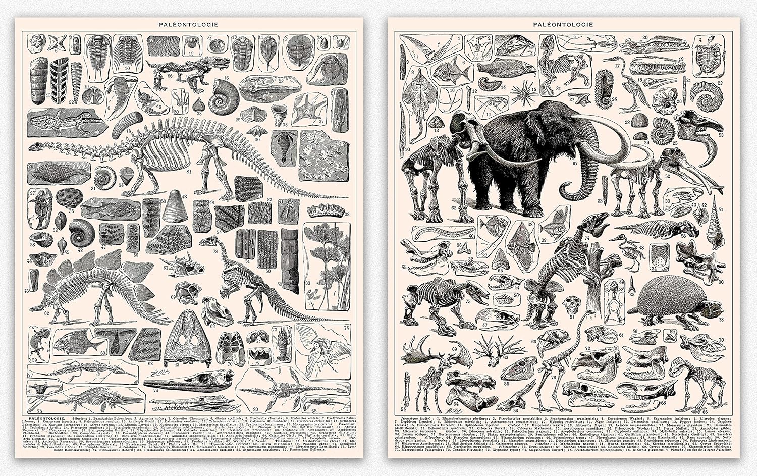Paleontology Bones Posters for Room Aesthetic | Set of 2 Bones Diagram ...