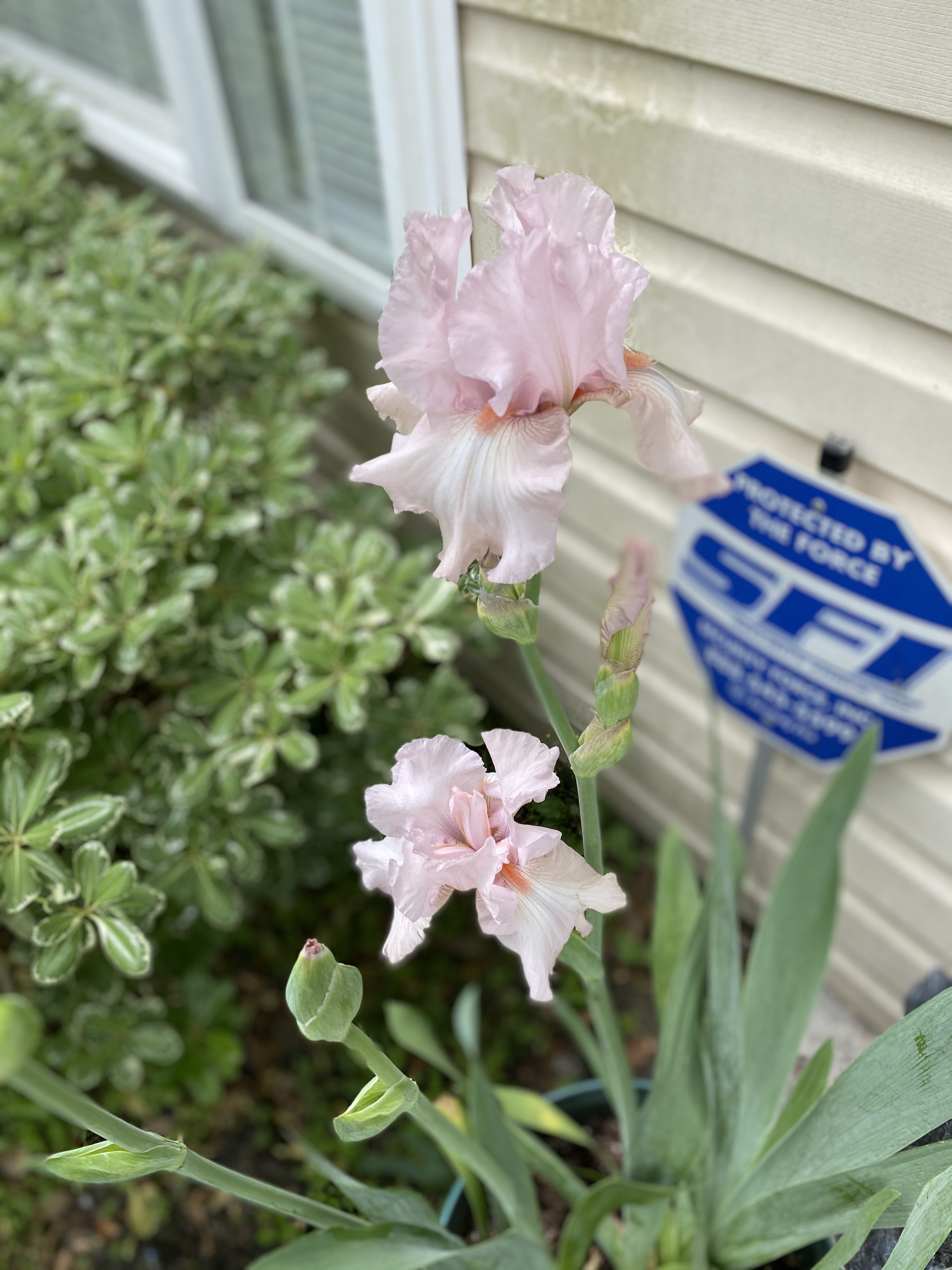 Amazon.com : Pink Delight, Colorful Bearded REBLOOMING IRIS (1) Rhizome ...