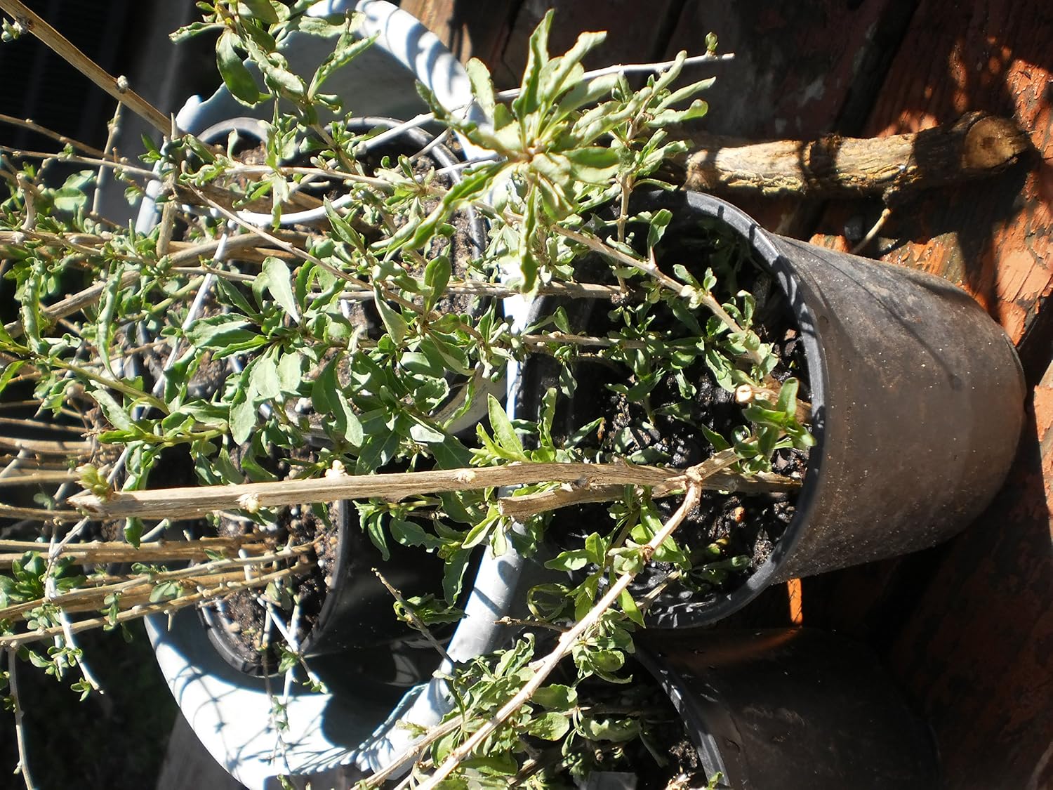 Amazon.com : Goji Berry Plant in 1 Quart Container, variety unknown ...