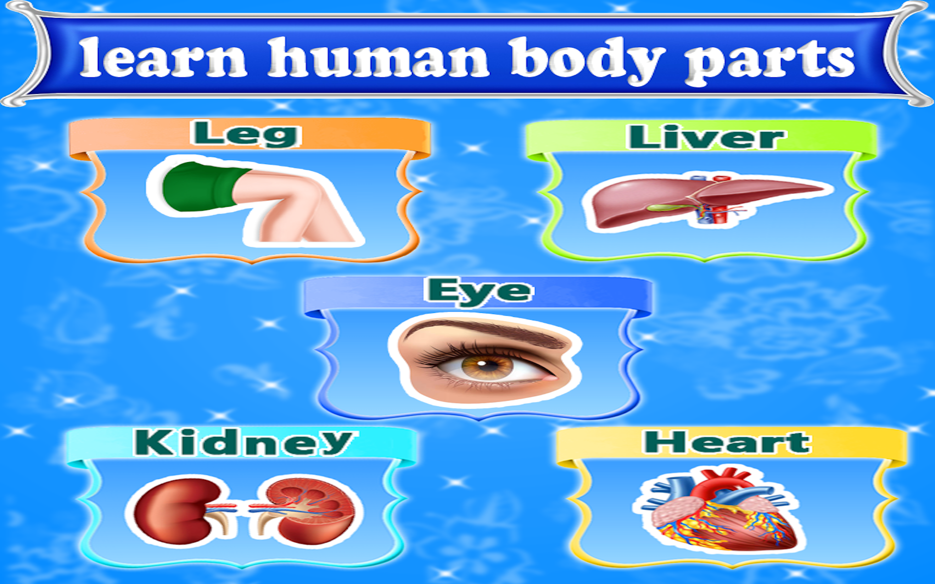 Learning Human Body Parts For Kids-Amazonアプリストアのアプリ