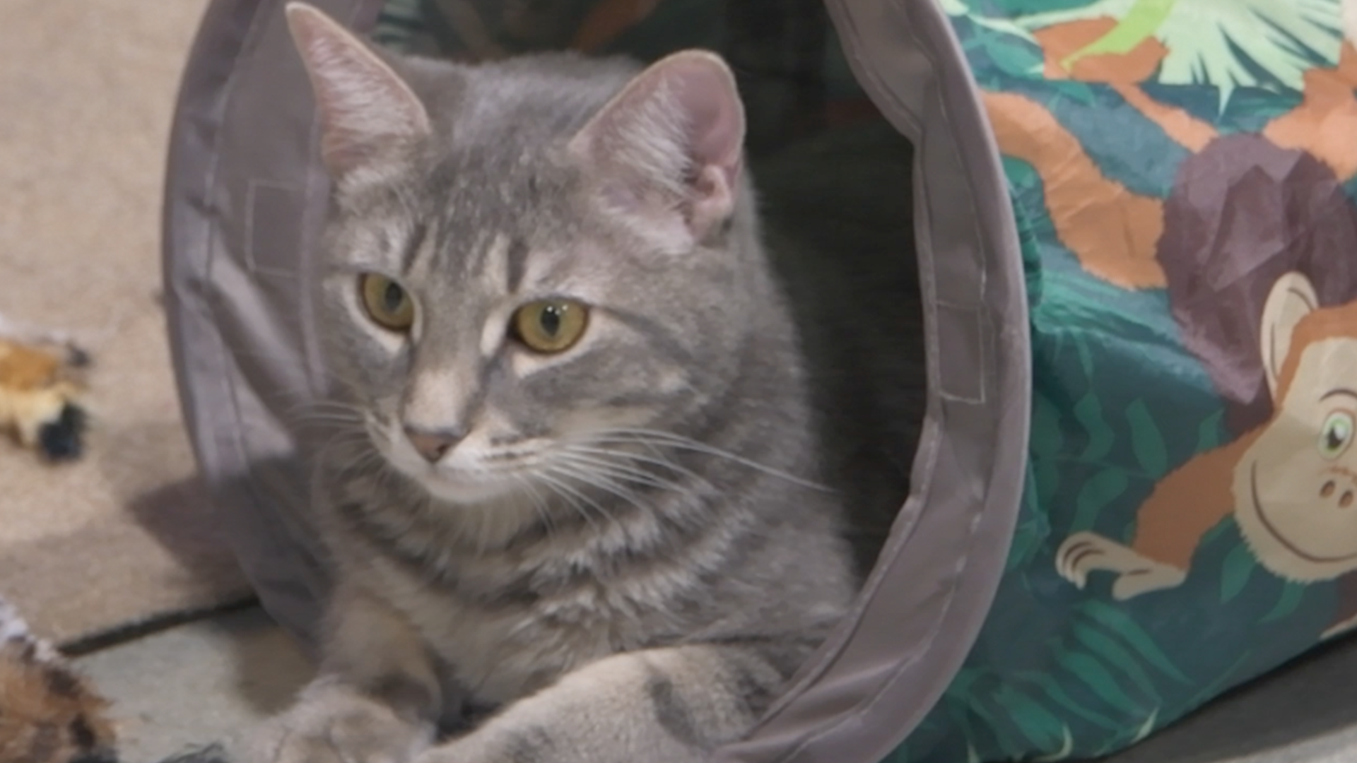 Cute Cat - App on Amazon Appstore