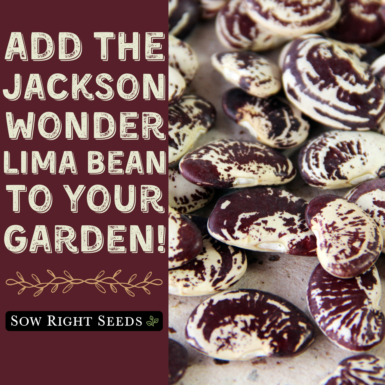 Watch Grow Jackson Wonder Lima Bean! - Heirloom Vegetable Seeds on ...