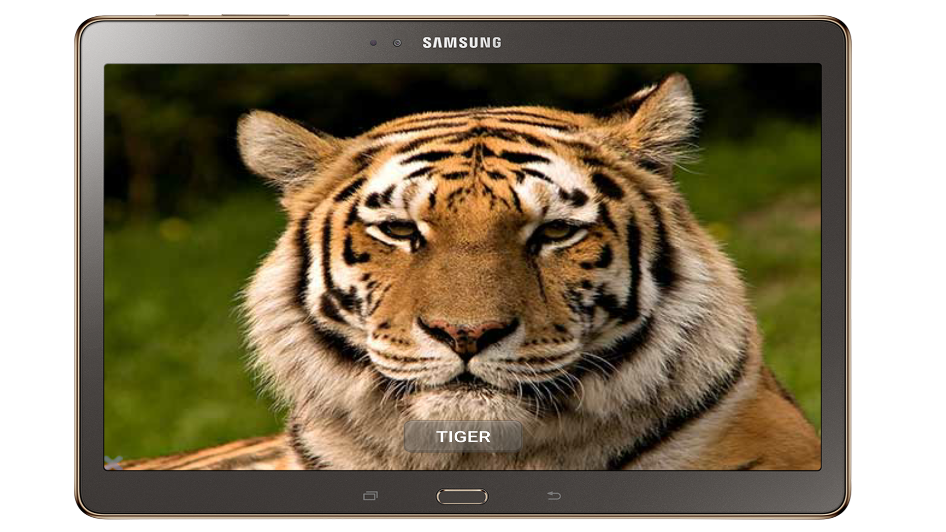 Animal Sounds Pro - App on Amazon Appstore
